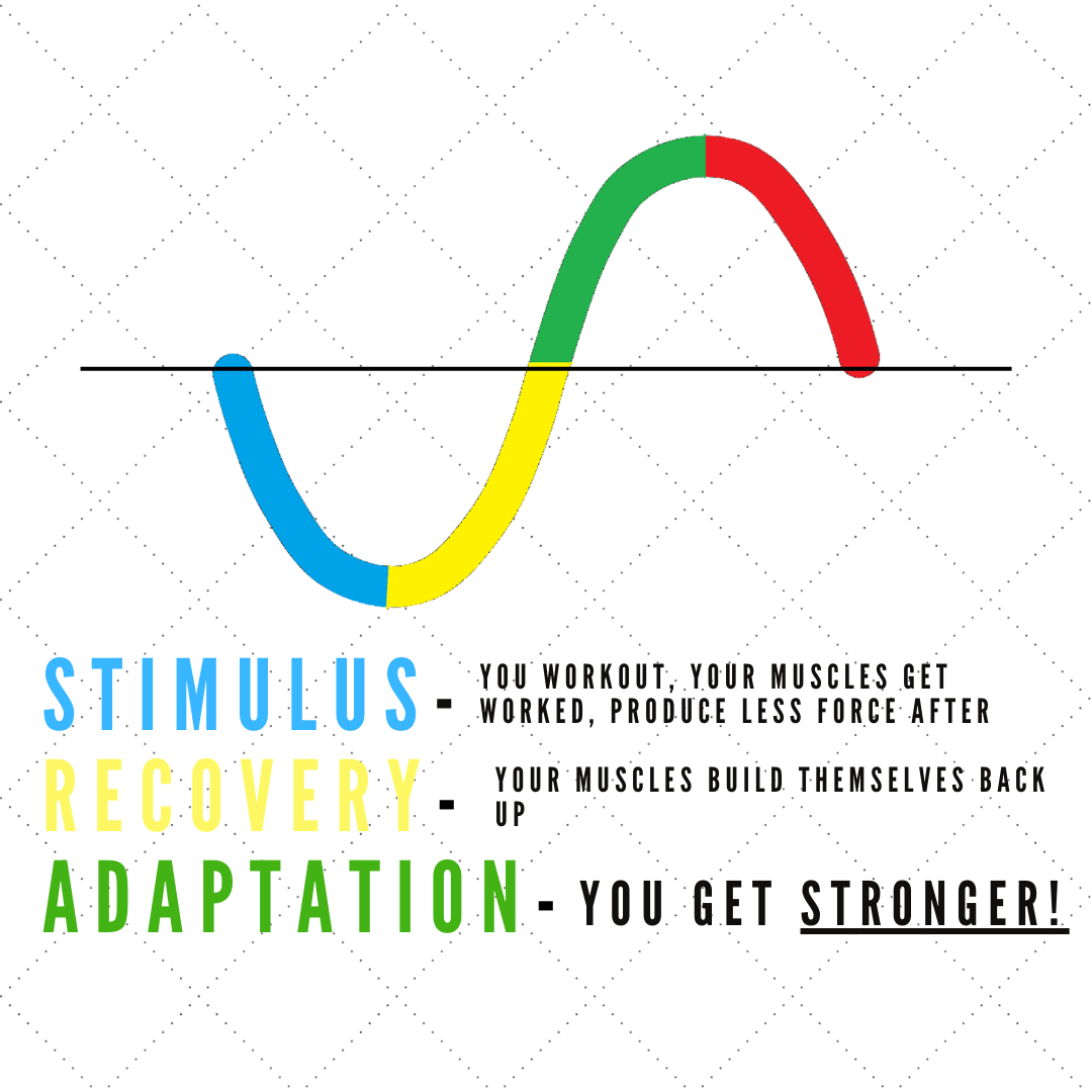 5 Strength Training Principles All Physical Therapists Should Know - Motion